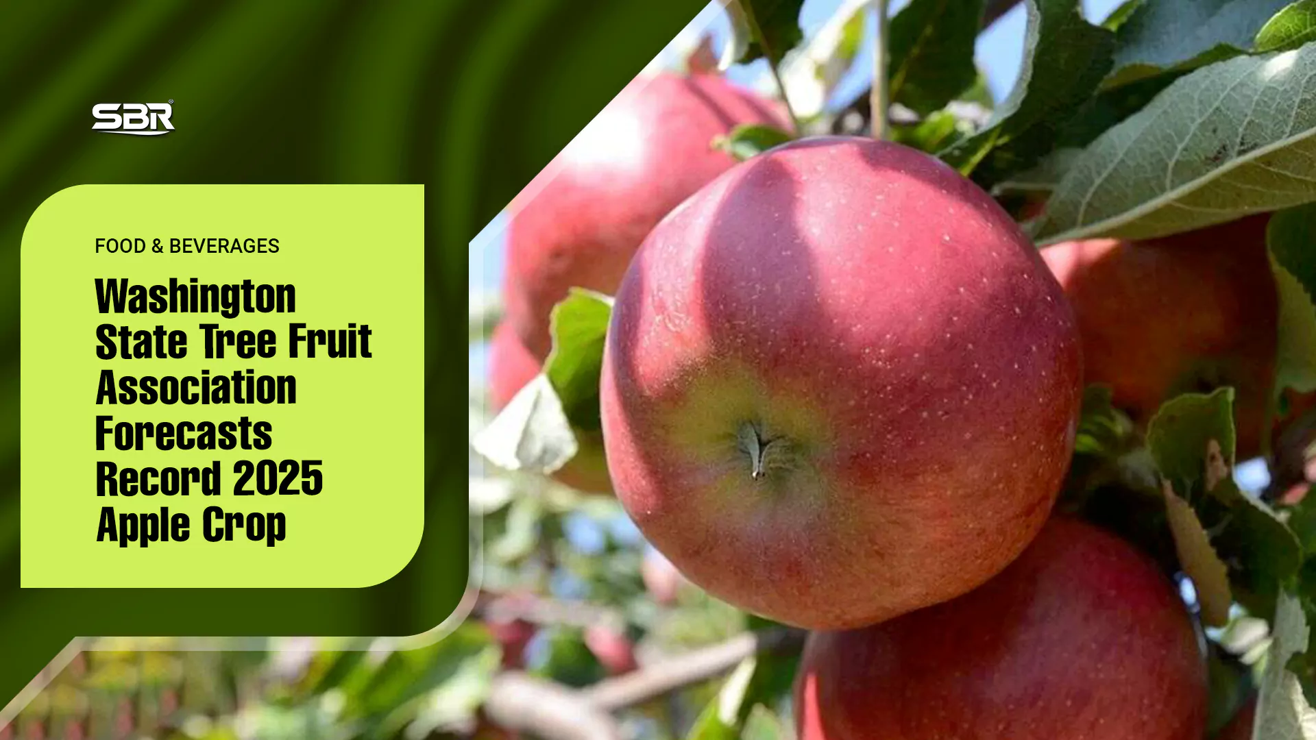 Washington State Tree Fruit Association Forecasts Record 2025 Apple Crop